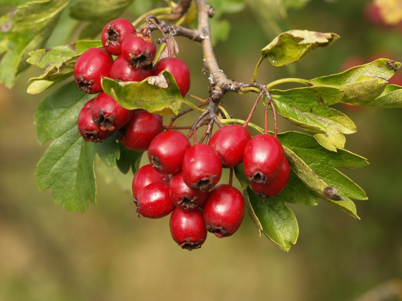 Tree Identification: Crataegus laevigata - English Hawthorn