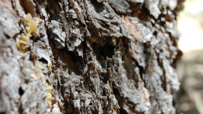 Tree Identification: Pinus sabiniana - Grey Pine