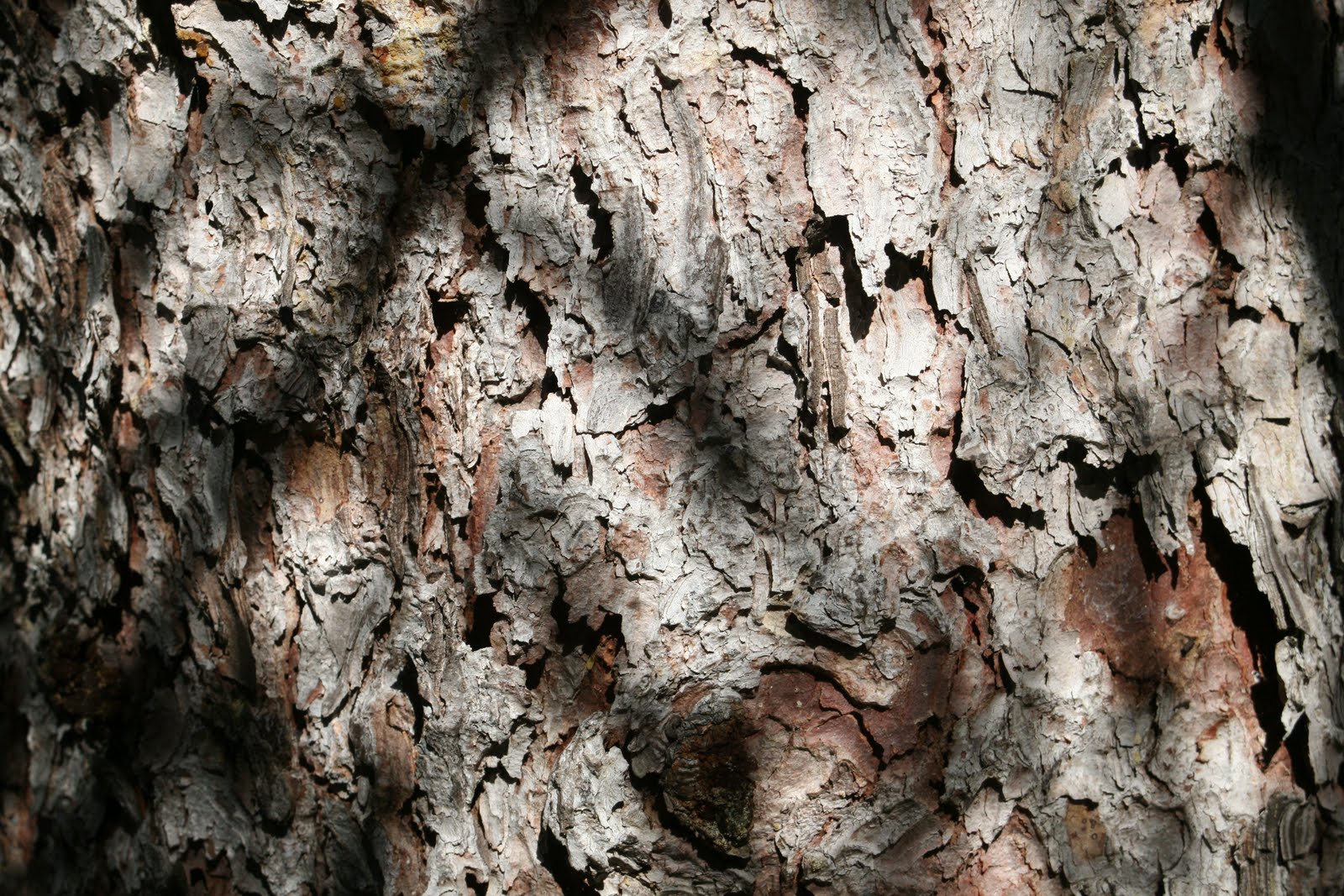 Tree Identification: Picea engelmanii - Englemann's Spruce