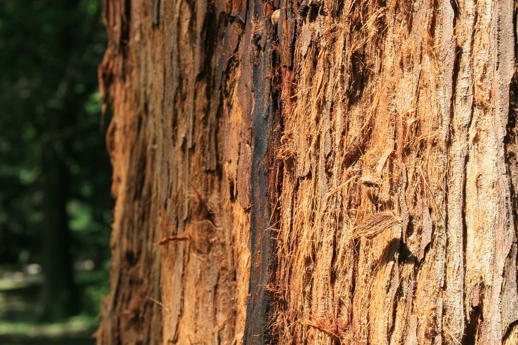 Tree Identification: Sequoia sempervirens - Coast Redwood