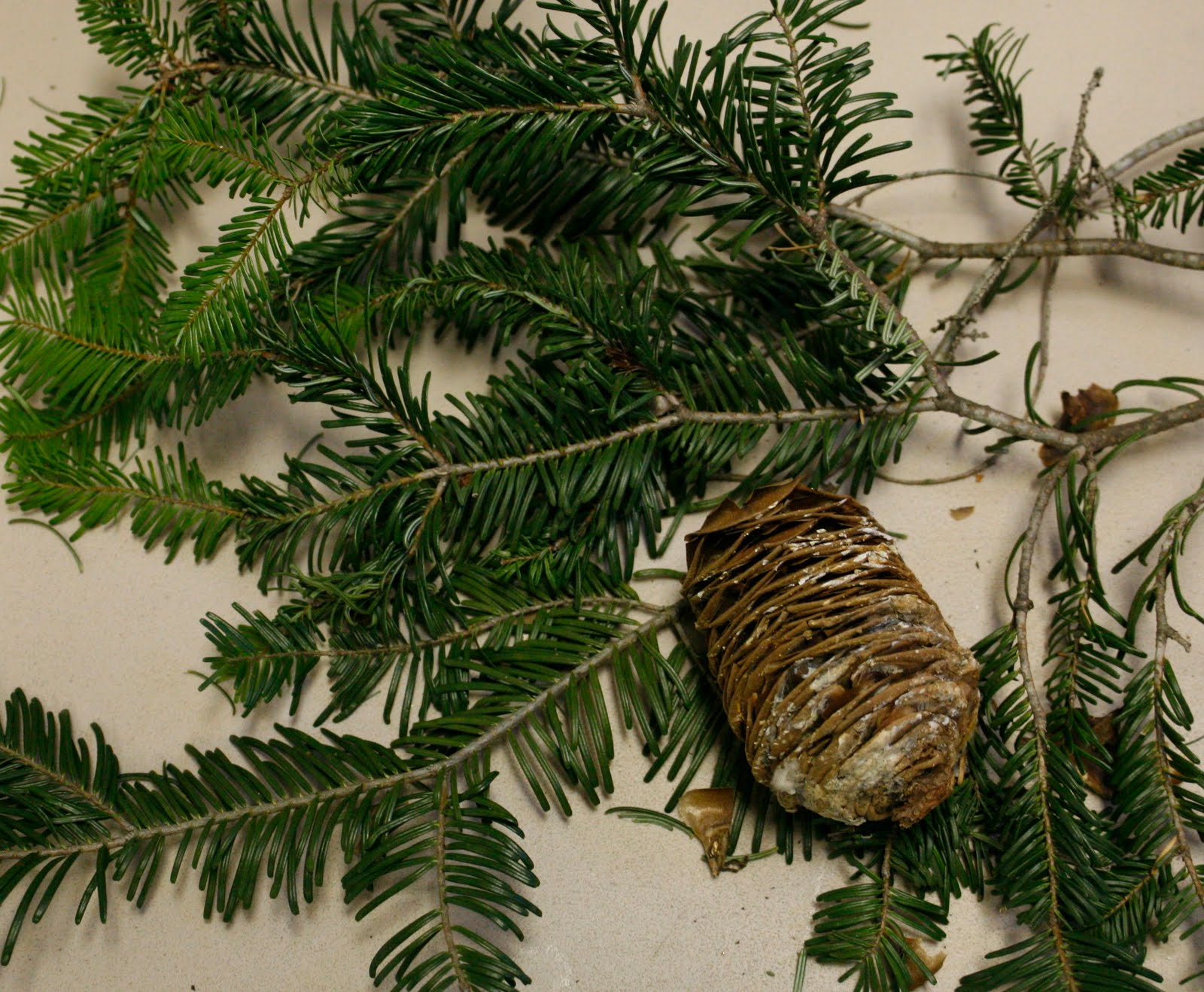 Tree Identification: Abies grandis - Grand Fir