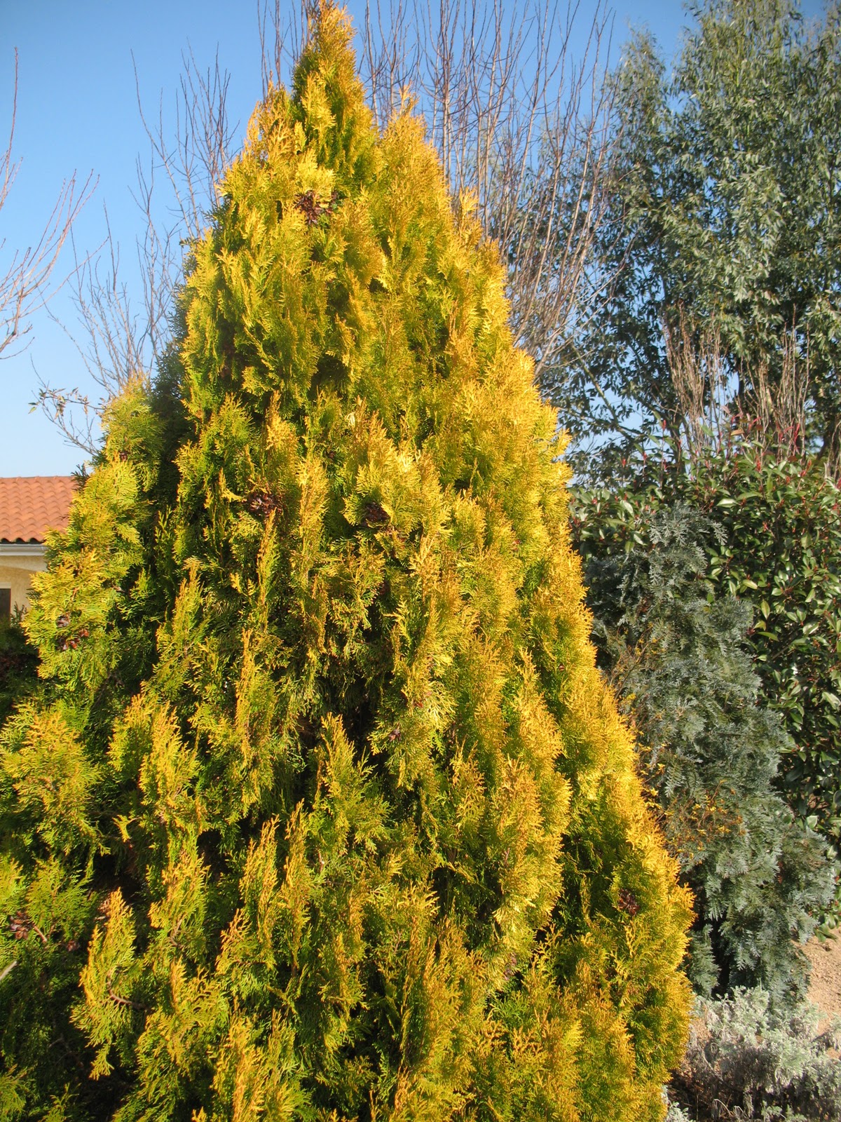 Roses du jardin Chêneland: Thuja orientalis "Pyramidalis Auréa"