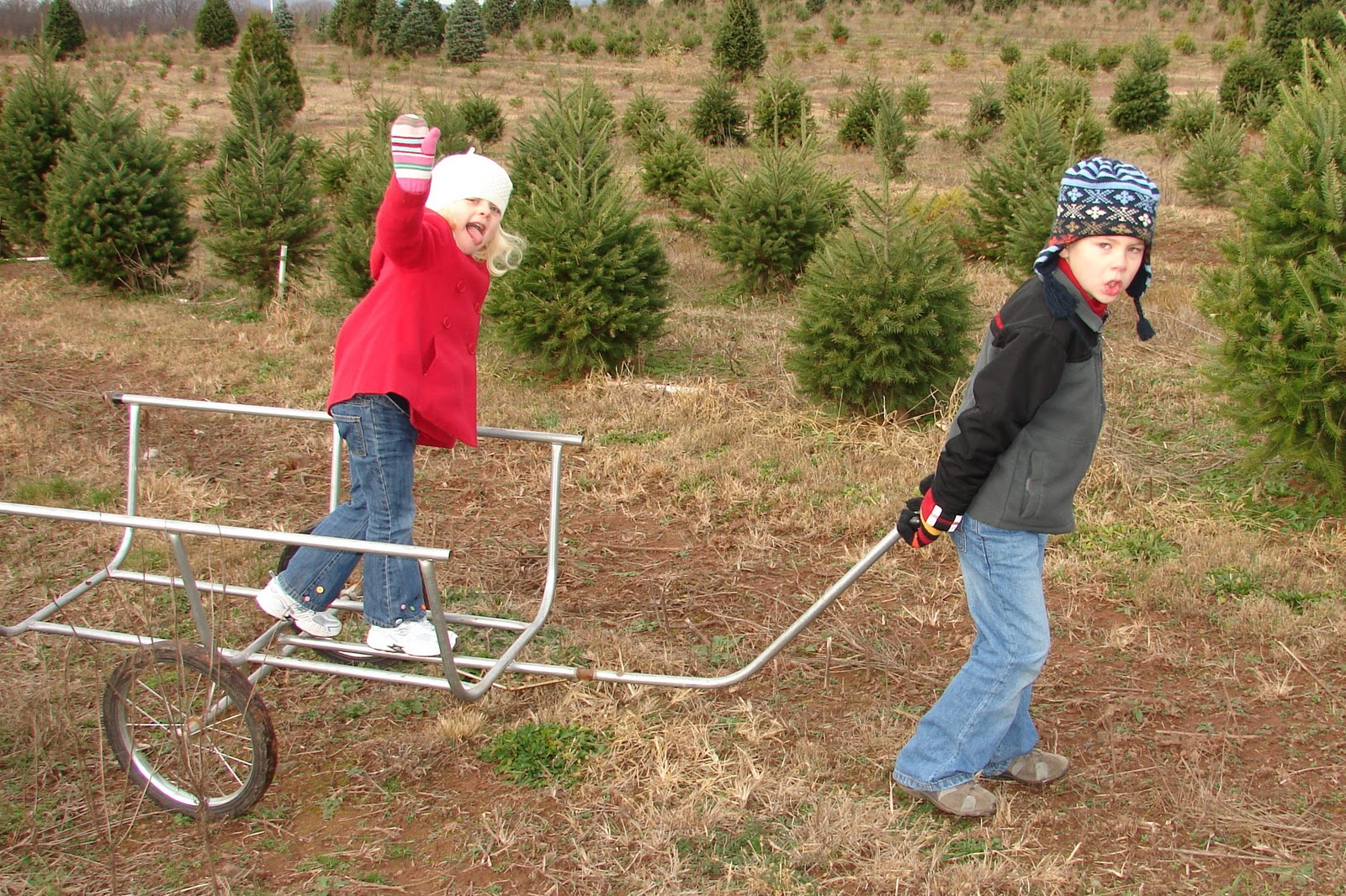 Christmas Tree Cart at Crystal Molden blog