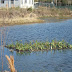 Florida Floating Wetlands - Managed Aquatic Plant Systems