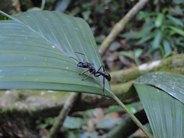 BOLONSUCHO: Corto realizado en la ESPE por el curso de Educacion Ambiental.
