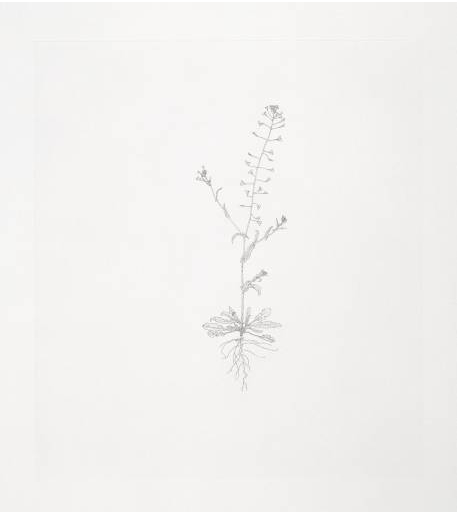 unitB: Michael Landy's Weed Etchings