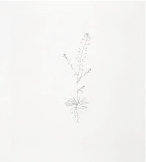 unitB: Michael Landy's Weed Etchings