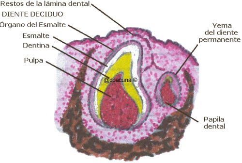 ERUPCION DENTAL: CRECIMIENTO Y DESARROLLO II