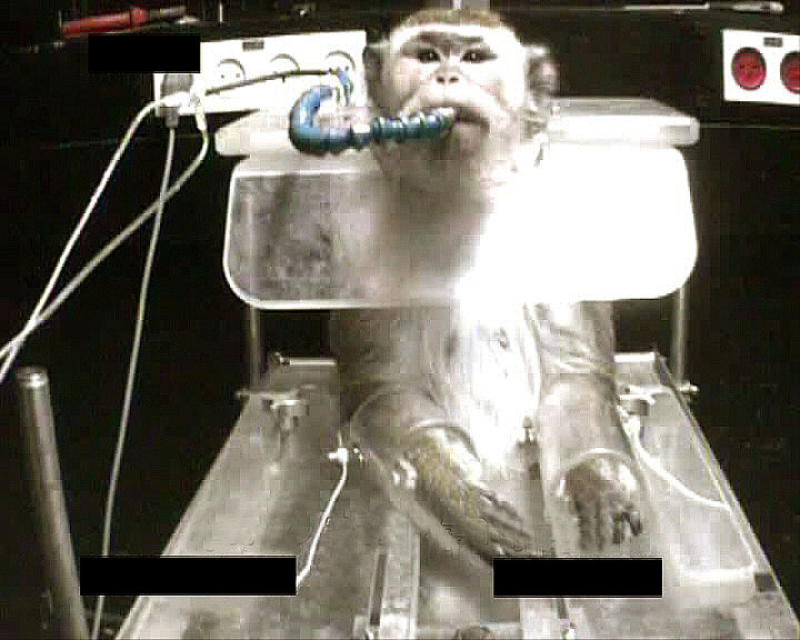 URBAN ASPIRINES: Animal Vivisection