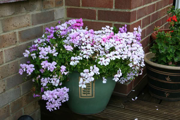 Floricultura Decolores: Gerânio Pendente - Pelargonium peltatum