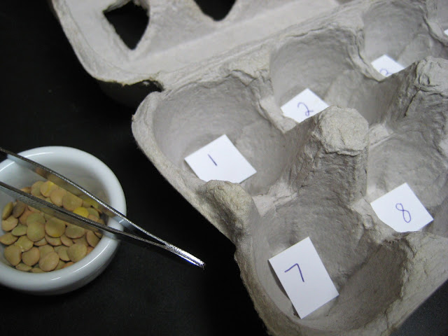 :Busy Hands::Busy Minds:: : Egg Carton Counting