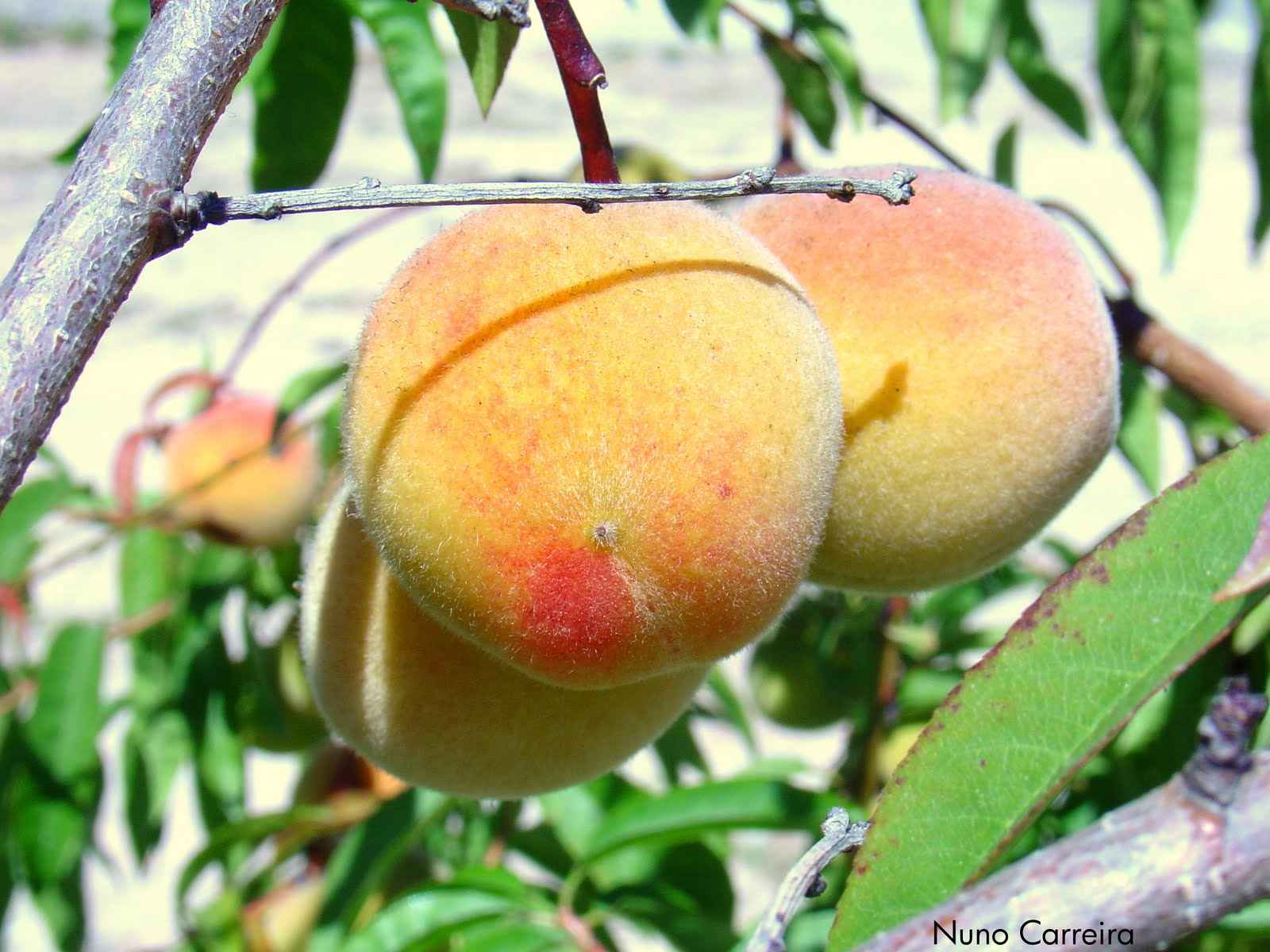 Click's: Pessegueiro à porta.