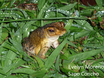 CDKPR: Fotos del Sapo Concho