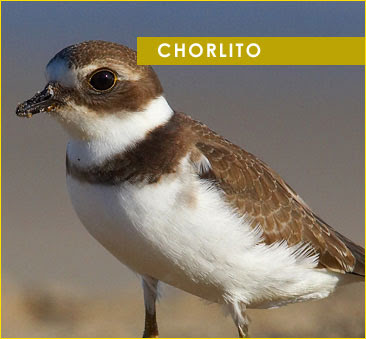 egunon: chorlitos