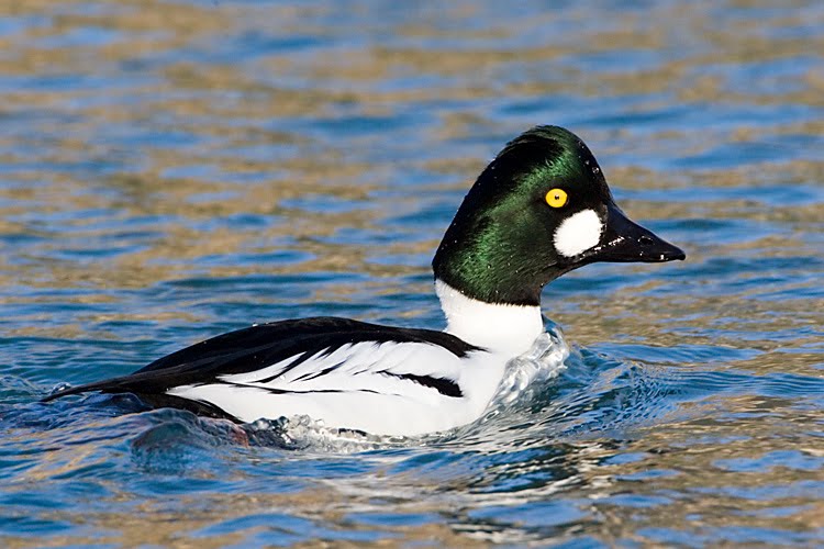 Inuit del Lario: IL QUATTROCCHI, L’ANATRA ARBORICOLA