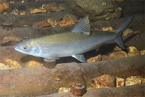 Inuit del Lario: I COREGONI: LA BONDELLA E IL LAVARELLO