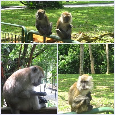 Providence: A morning at Bukit Timah Nature Reserve