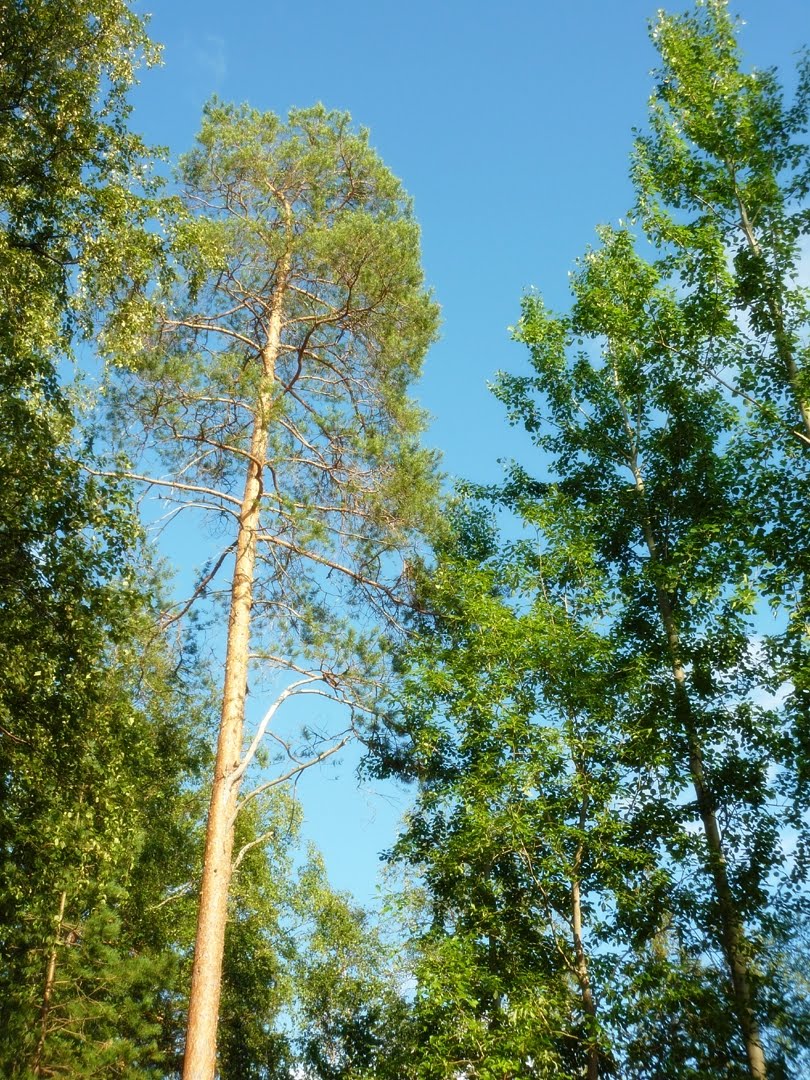 a bit of this & a bit of that: {finland, day 9, summer cottage}