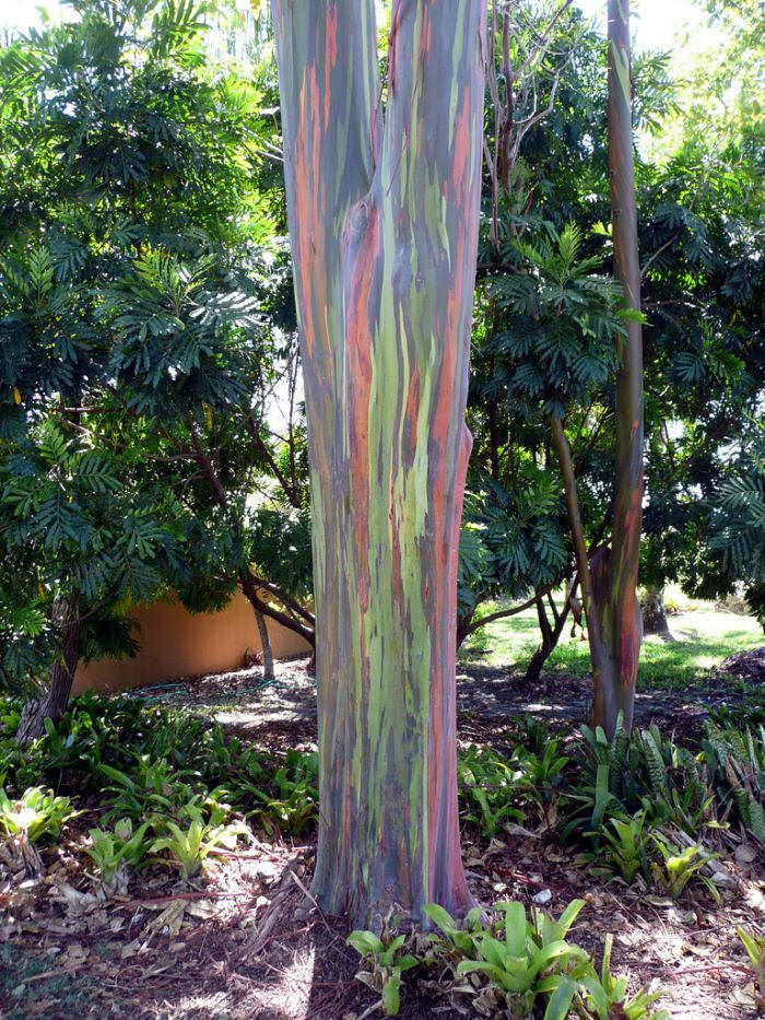 The Jungle Store: Rainbow Trees!