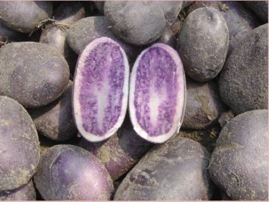 Dr.Lim's Potato: Bora Valley variety