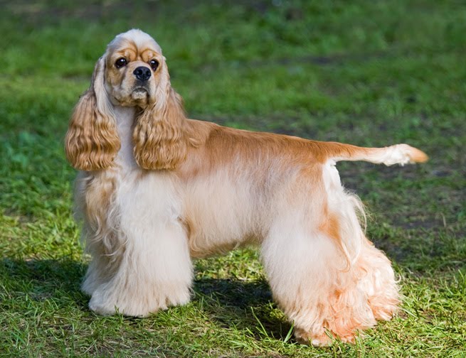 Conoce a tu Perro: Cocker Spaniel