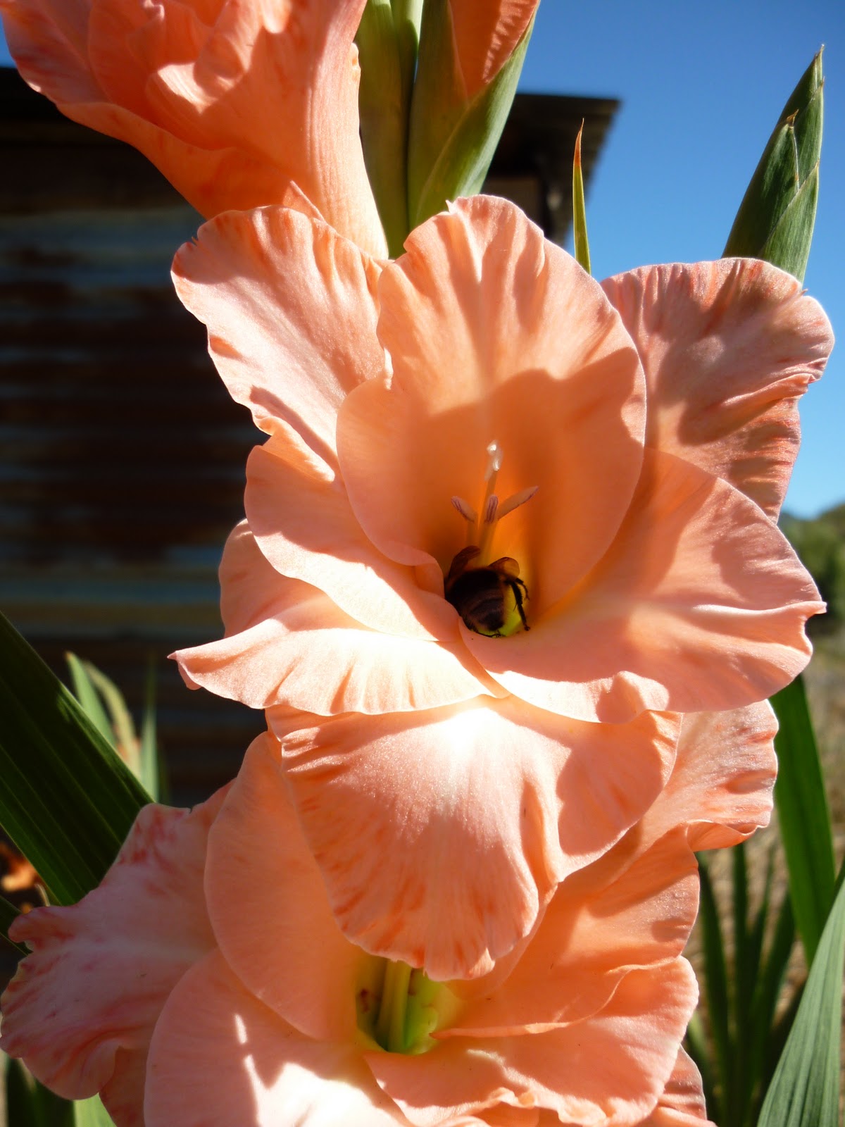 FLORES DOÑA ERNESTINA: COMENZO LA VENTA DE FLORES DE GLADIOLOS