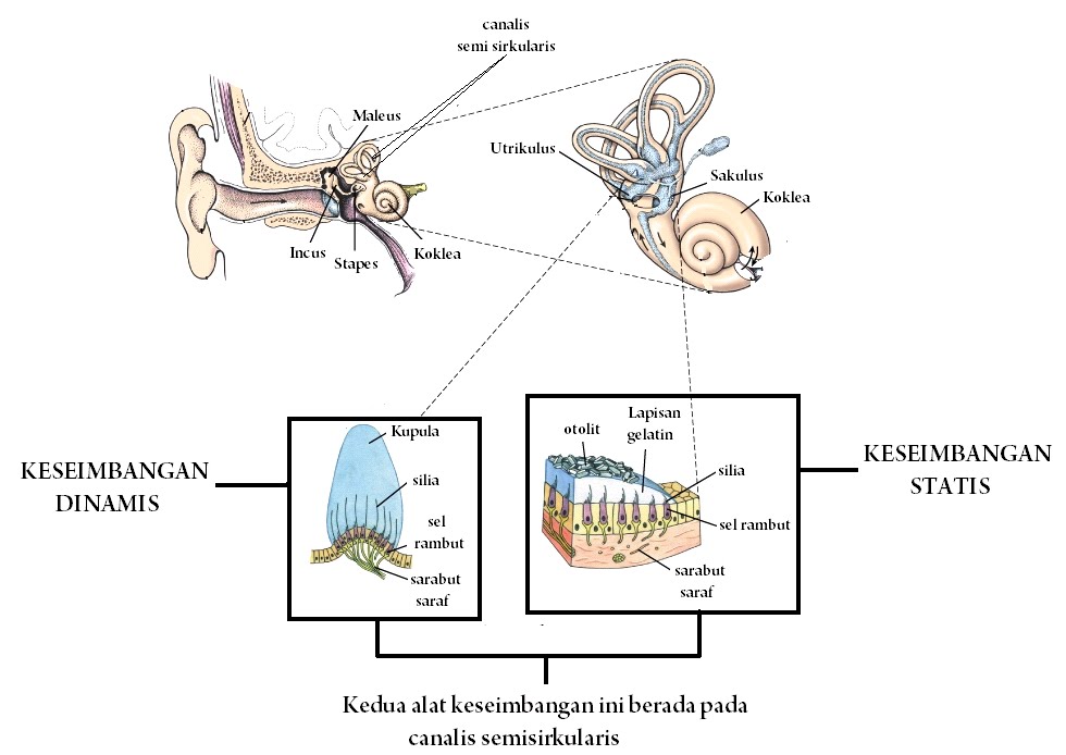 Belajar Biologi: Proses Pendengaran