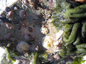 textile design - textileme - esther yaloz: Seaweed at Cape Cod