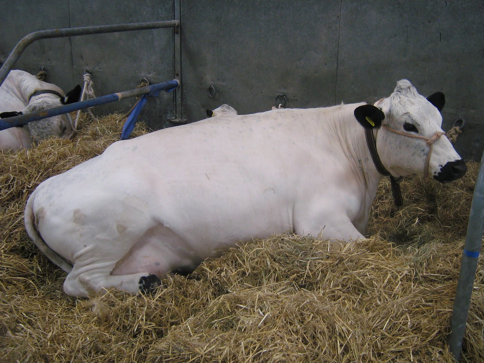 Cow Pictures: Cow Pictures - British White Heifer