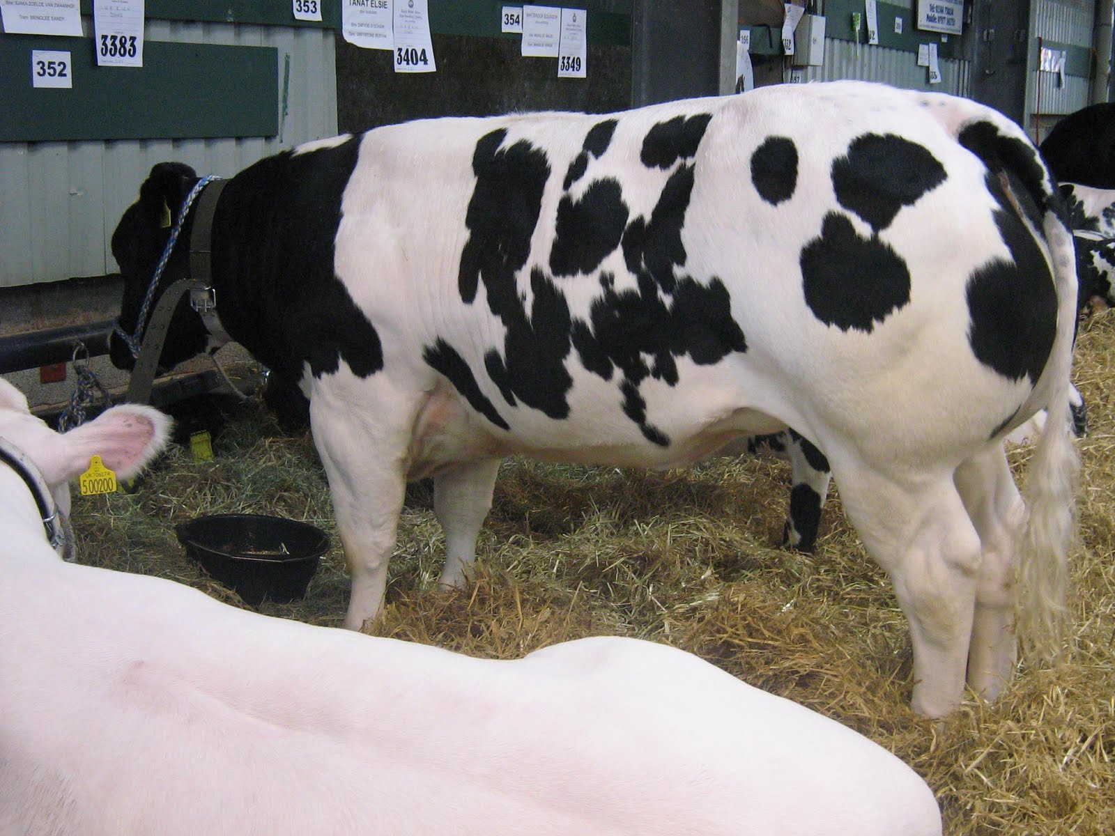 Cow Pictures: Cow Pictures - British Blue Cows