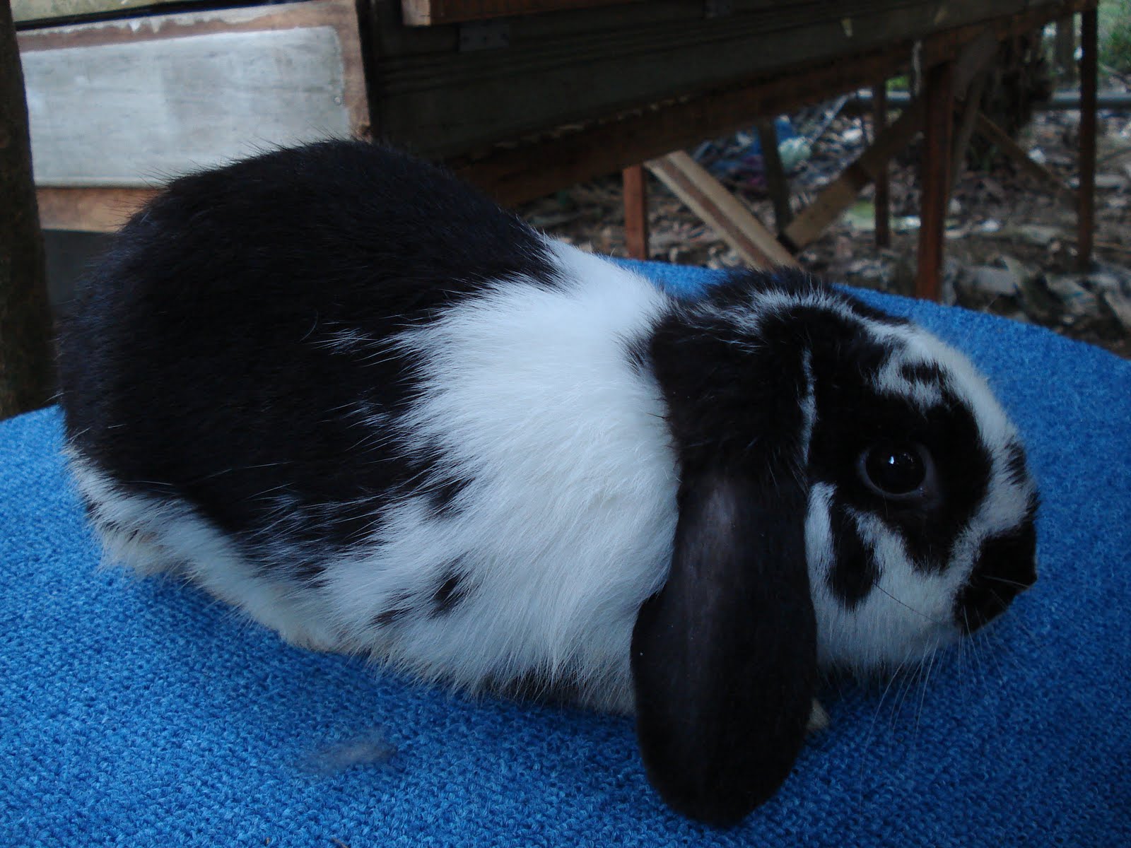 BLOG PENTERNAKAN ARNAB