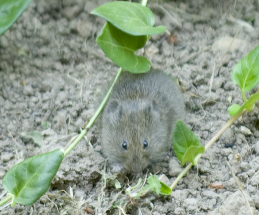 Merikay's Dream : Another local resident spotted - Mouse