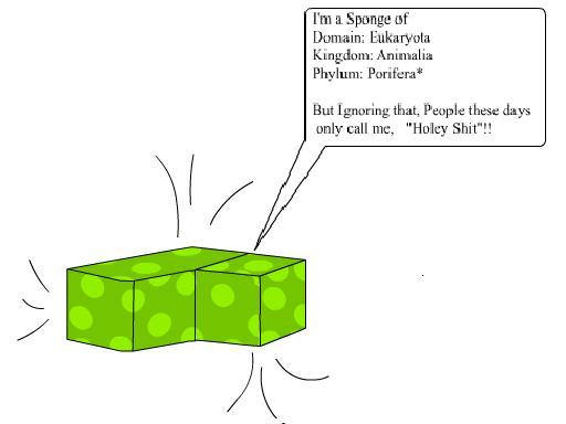 How does water move through the sponge - jolomovies