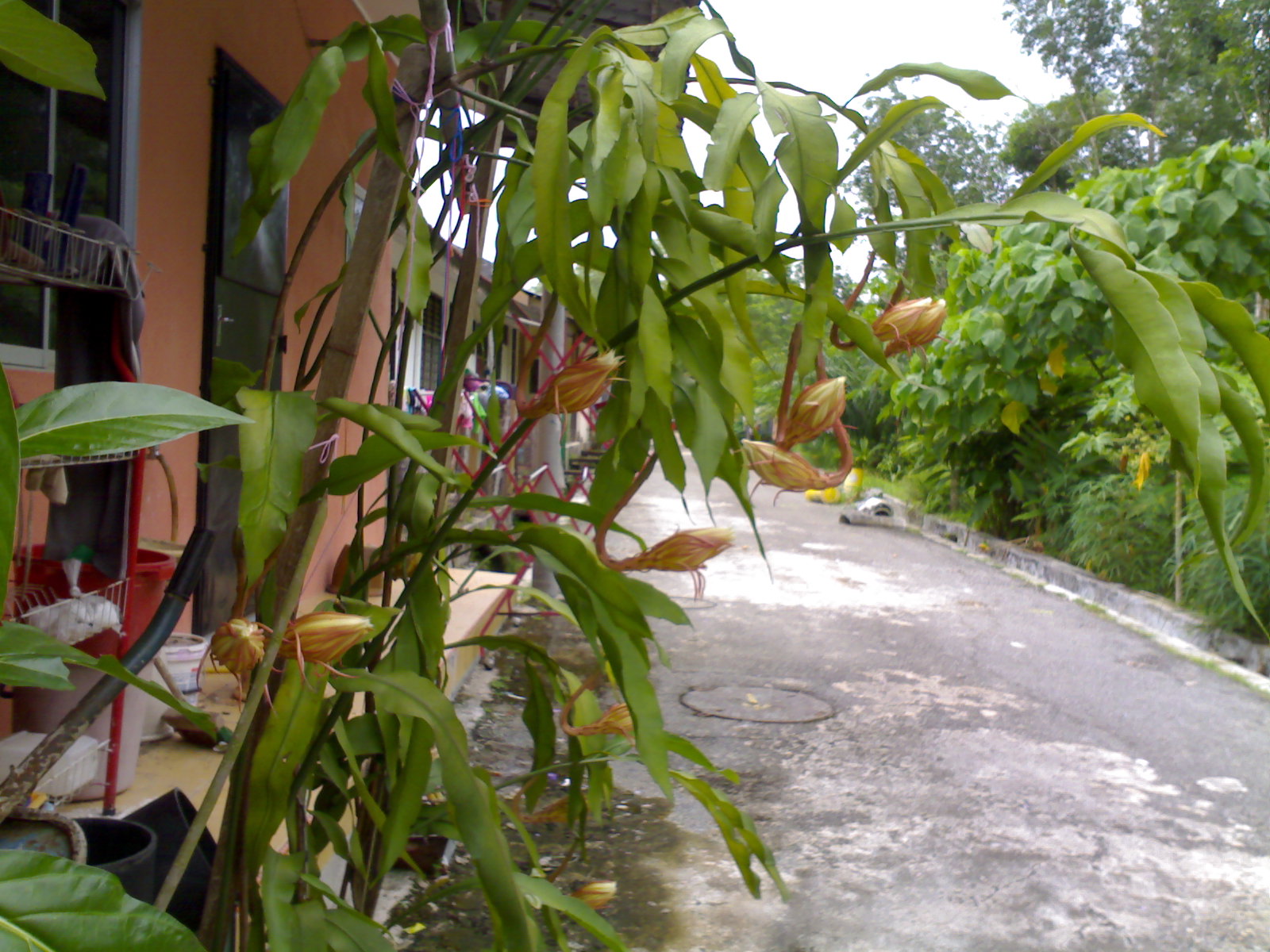 surihijau: BUNGA BAKAWALI