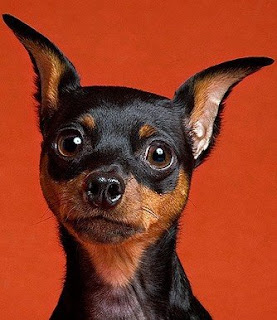 My Fellow Acrobat: Min Pin* Blast