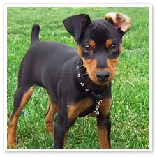 My Fellow Acrobat: Min Pin* Blast