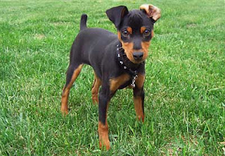 My Fellow Acrobat: Min Pin* Blast