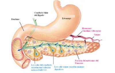 madagascar: Jugo Pancreatico, Jugo Intestinal y Bilis