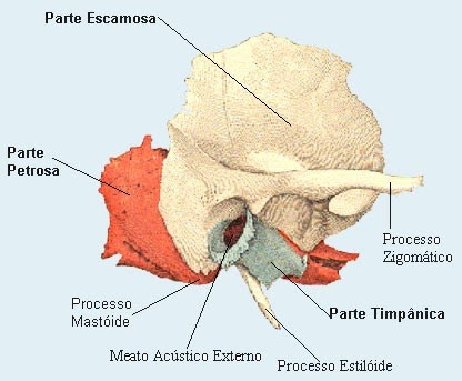 Anatomia Cabeça e Pescoço-ACPUPE: OSSO TEMPORAL