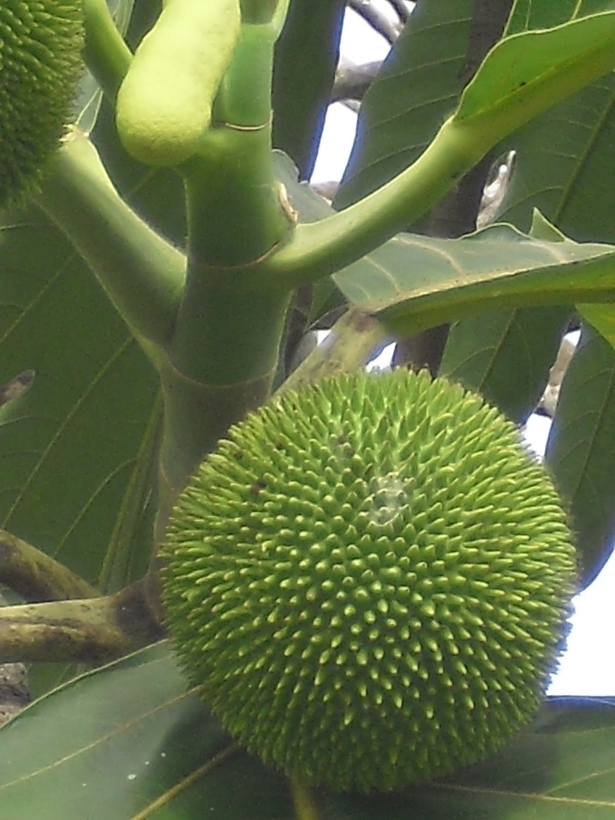 Fruta pão brazilian fruit. | Fruit, Blooming flowers, Brazil