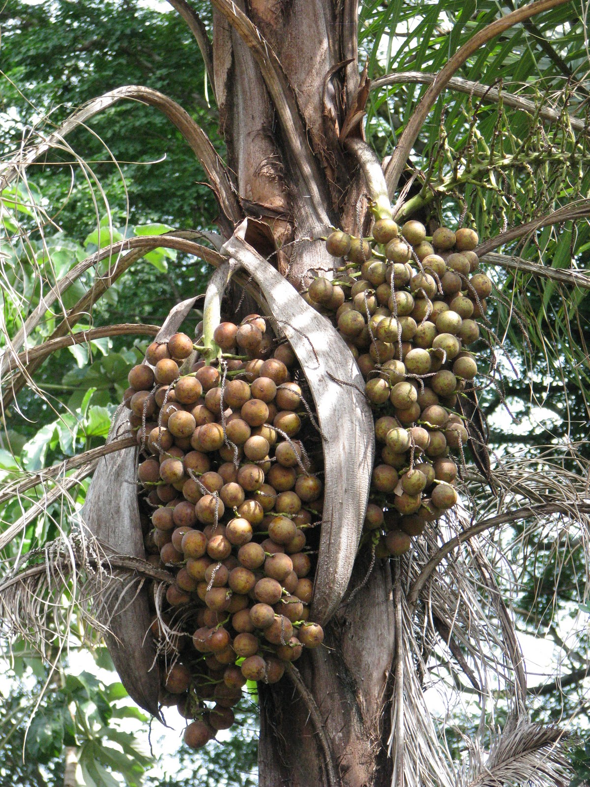 reviver saude holistica: Bocaiúva ou Macaúba