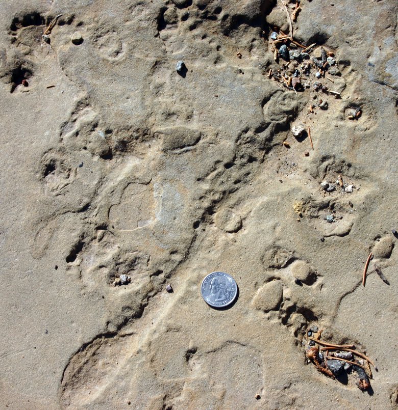 LAND OF THE DEAD: THE GREAT OPHIOMORPHA DANCE FLOOR