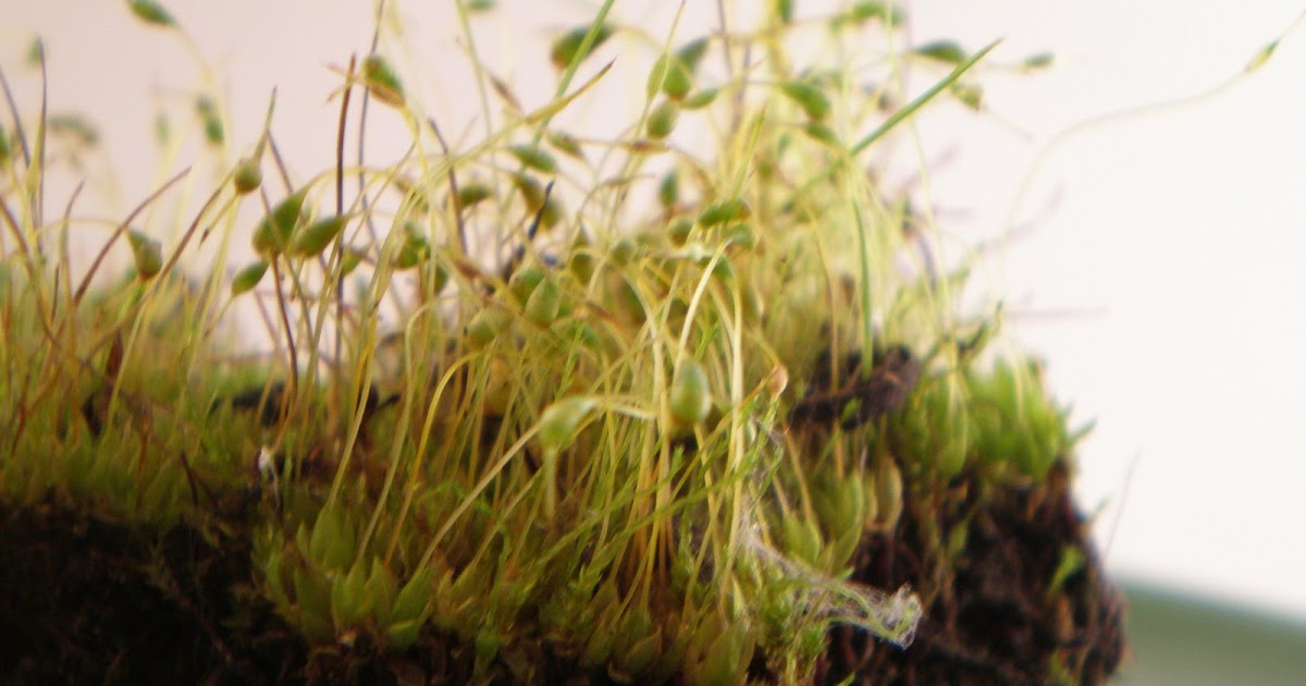 The Fern and Mossery: Prevention and Dealing with Pests, Fungus and ...