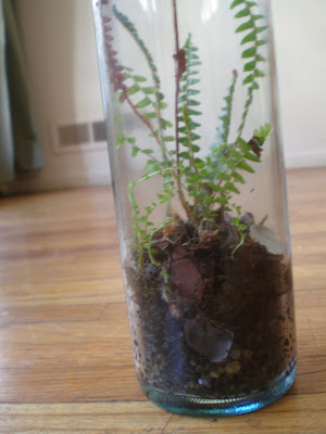 The Fern and Mossery: Wine Bottle Terrarium