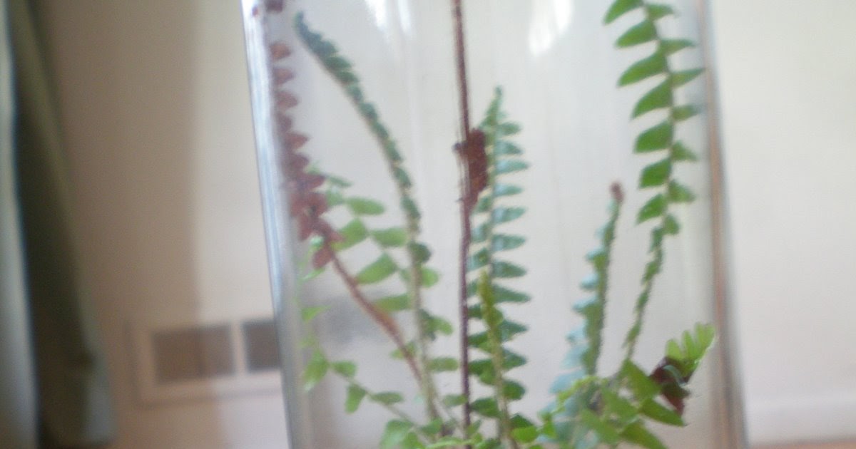 The Fern and Mossery: Wine Bottle Terrarium