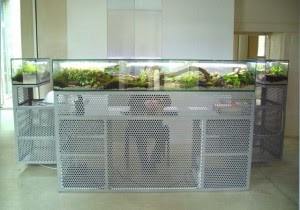 The Fern and Mossery: TERRARIUM CUBICLE from Anchor Aquarium Service