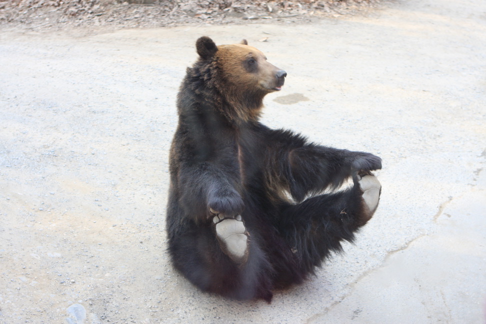 Getting Around The World: Korea VIII: Lovely Animals