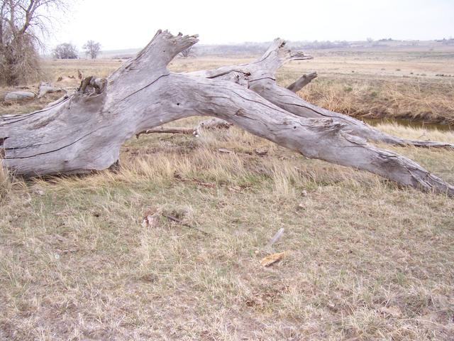 Thoughts from the Ridge: Flaky Flix Cookies