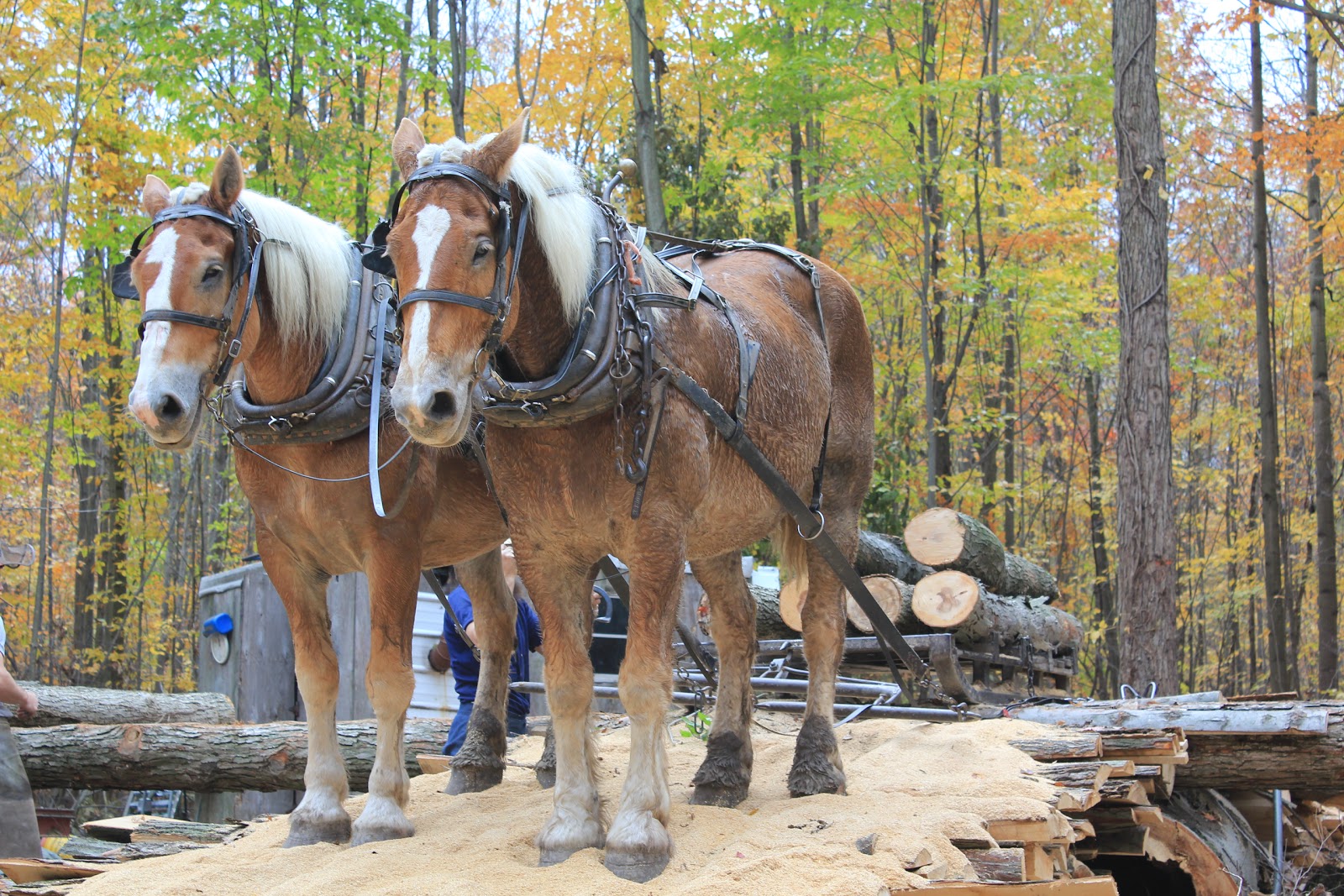 Wise Outdoor Adventures: Amish Sawmill in operation - Wellington, Ohio