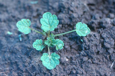 University of Delaware Cooperative Extension, Kent Co., Commercial ...